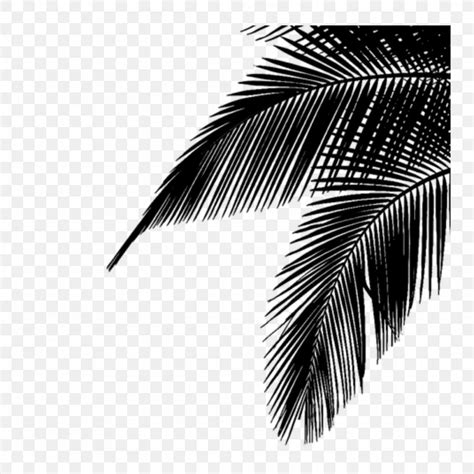 Palm Trees Leaf Image Plants Photograph Png 1024x1024px Palm Trees