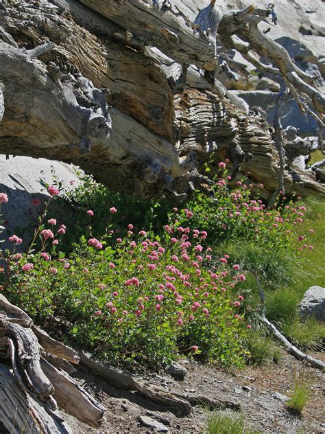 Спирея густоцветковая или блестящая (spiraea densiflora). Описание, фото