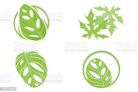 몬스 테라 Adansonii 잎 로고 녹색 식물 벡터 나무 벡터 희귀 한 잎 그림 식물에 대한 스톡 벡터 아트 및 기타 이미지 식물 원예원 0명 Istock