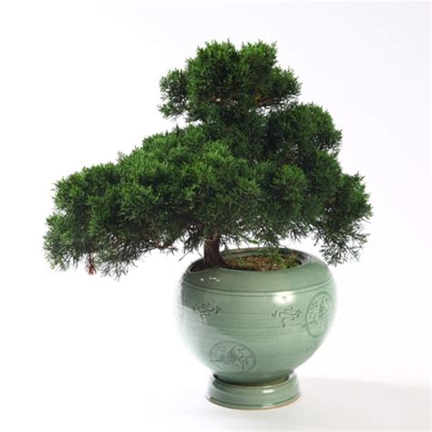 꽃배송서비스 P 면세 진백도자기 중20~25년생 코랩샵 Kolab 연구용 기자재 실험용 기초 소모품 및