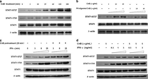 Cnb Stimulates Phosphorylation Of Stat1 And Combination Treatment With