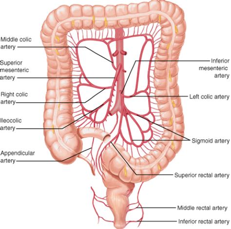 Middle Colic Artery