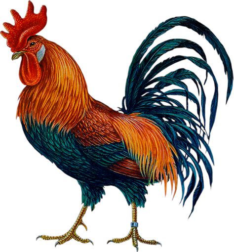Collection Of Cock Hd Png Pluspng