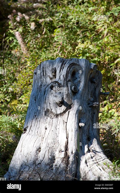 Tree Stump Carving Hi Res Stock Photography And Images Alamy