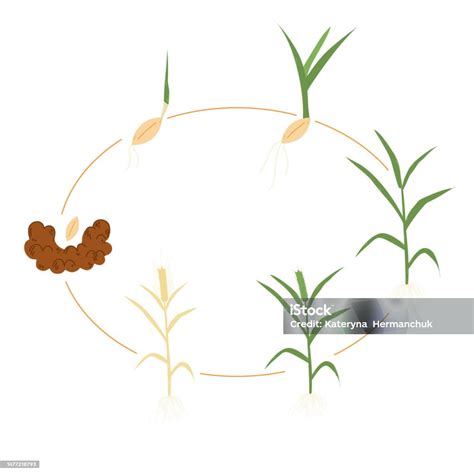 밀 성장 단계 종자에서 숙성 귀까지 곡물의 묘목을 개발하는 과정 곡물이 자라는 방법 곡초류에 대한 스톡 벡터 아트 및 기타