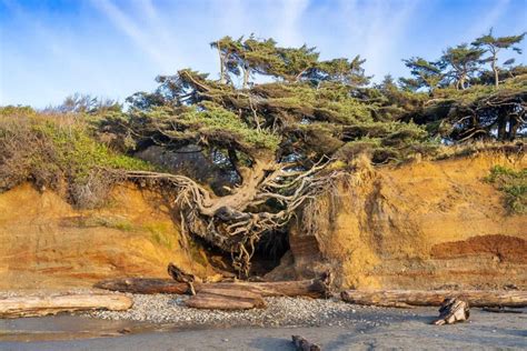 Tree Of Life Washington State S Most Unique Tree While It Lasts Uprooted Traveler