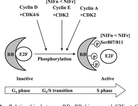Figure 4 From Differences Of Cell Growth And Cell Cycle Regulators Induced By Basic Fibroblast