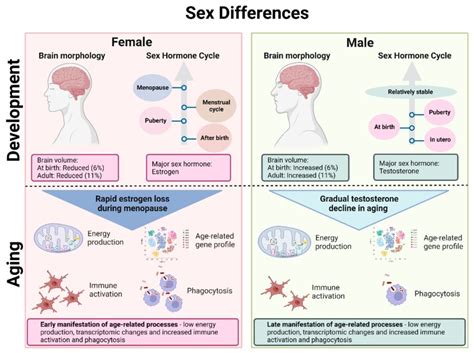 Complexity Of Sex Differences And Their Impact On Alzheimers Disease Biomedicines Mdpi