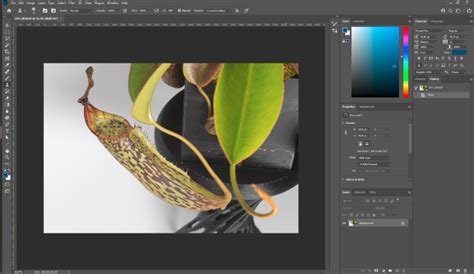Best GIMP Alternatives In Free And Paid Options