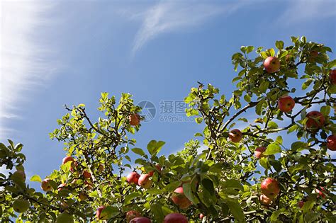 苹果树高清图片下载 正版图片501487039 摄图网