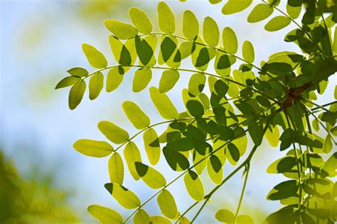 槐树叶子形状好看也很整齐…………