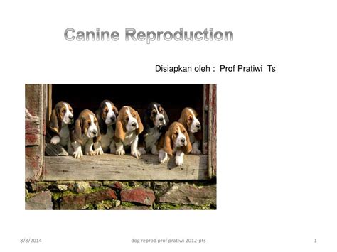 Ppt Canine Reprodu Ction Powerpoint Presentation Free Download Id