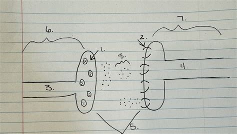 Labeling The Synapse Diagram Quizlet