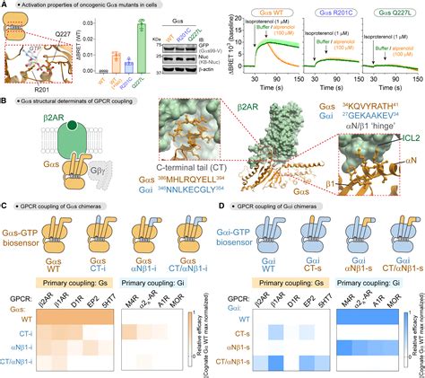 Direct Interrogation Of Context Dependent Gpcr Activity With A Universal Biosensor Platform Cell