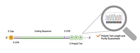 Mrna Template Services Genscript