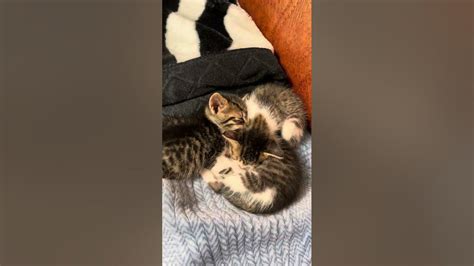 낮잠자는 아기냥이들2 Youtube
