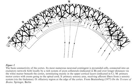 Cerebral Cortex Research Paper Iresearchnet
