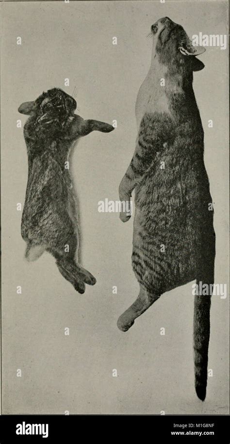 The Domestic Cat Bird Killer Mouser And Destroyer Of Wild Life