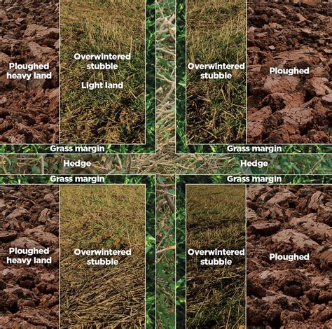 How A Grower Slashed Insecticide Use By Splitting Fields Farmers Weekly