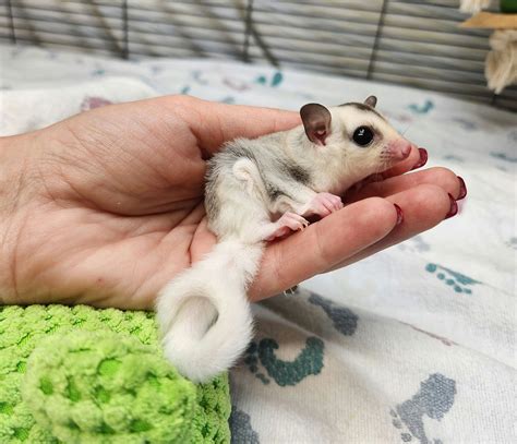 Sugar Gliders For Sale Sugar Glider Breeder In Texas