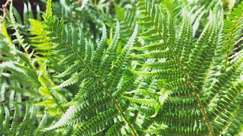 Premium Photo Close Up Of Fern
