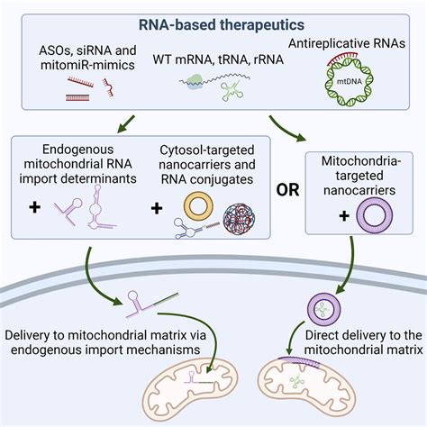 Mitochondrion Targeted Rna Therapies As A Potential Treatment Strategy