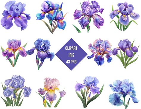 Clipart Colorful Iris Beautiful Flowers For Gardens Digital Print
