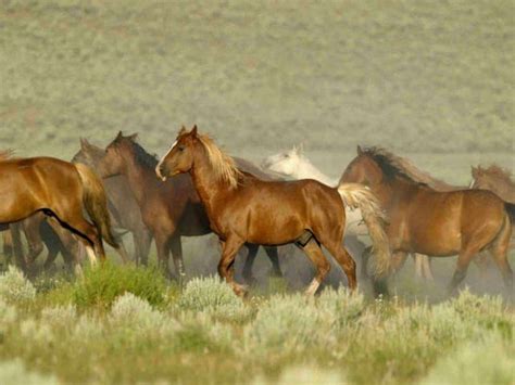 The Book Of Genesis Pptx