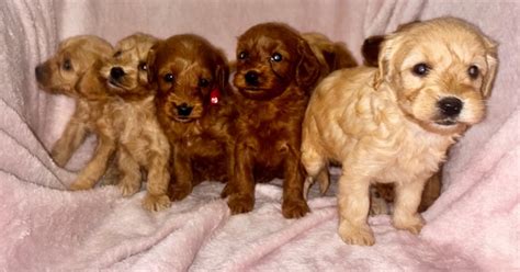 Cavapoo Puppies Ready 190325 In Newport Gumtree