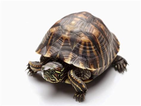Keeled Box Turtle Remains Stationary Showcasing The Distinct Raised