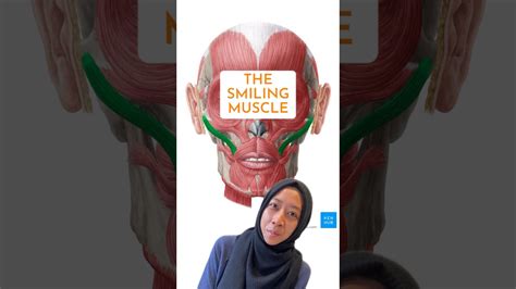 Which Facial Muscle Is Used In Smiling Anatomy Youtube