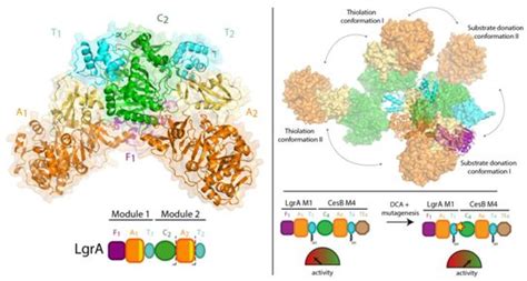 Science：揭示非核糖体肽合成酶三维结构，有助深入认识抗生素合成 生物研究专区 生物谷