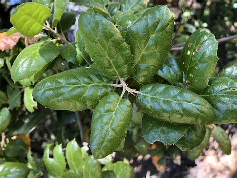 Coast Live Oak Quercus Agrifolia