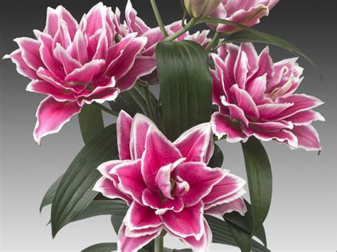 Лилия Roselily Samatha Double Oriental Lilys Петрофлора