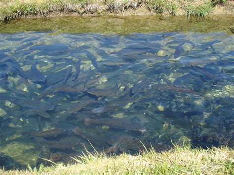 Damir Lisac Vlasnik Kafića “lisac” Najsmioniji Sarajevski šeret Moje Sarajevo