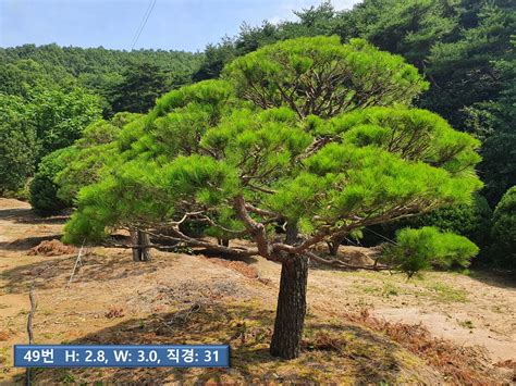 A급 성목 조형대형홍피반송소나무 산림경영지원