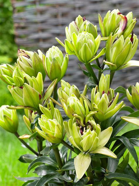 Lily 'Mystery Dream' | Lily Bulbs for Spring Planting | DutchGrown™ UK