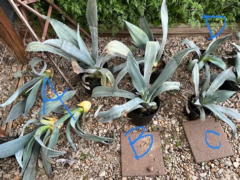 Agave Pups For Sale Trade R Austingardening