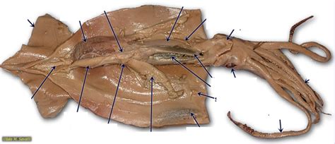 Squid Internal Anatomy Diagram Quizlet