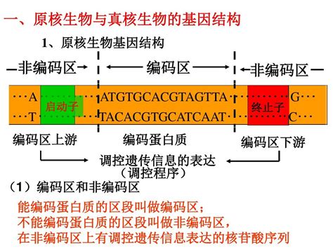 原核生物与真核生物的基因结构 Word文档在线阅读与下载 无忧文档