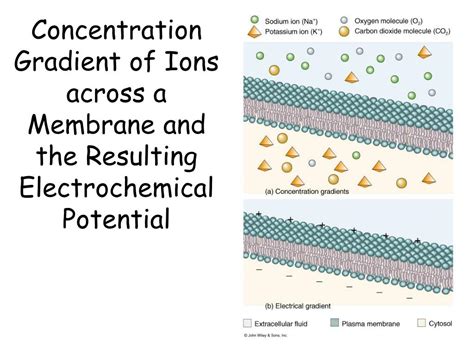 Ppt The Cell Membrane Powerpoint Presentation Free Download Id7068362