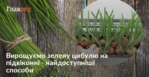 Як швидко виростити цибулю на підвіконні Главред