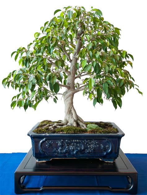 Birkenfeige Ficus Benjamini Als Bonsai