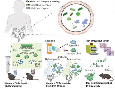 北大医学团队提出肠道菌源宿主同工酶新概念 生物通