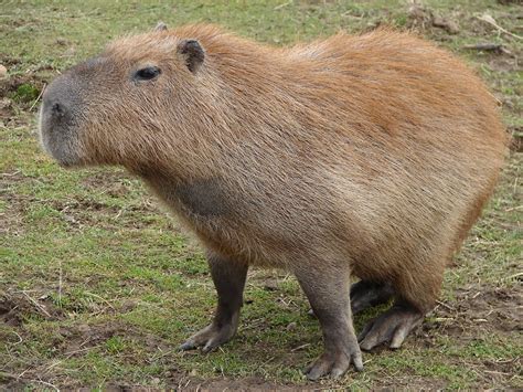 Capybara Animals Amazing Facts And Latest Pictures All Wildlife