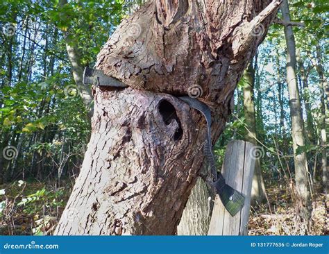 A Tree Grown Upside Down The Tree Has Roots In The Upper Part Of A Cave Royalty Free Stock