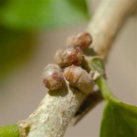 Brown Bug Bugguidenet