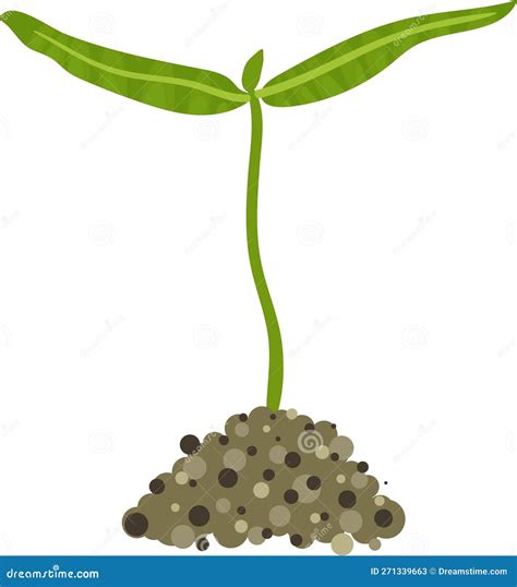 Sprout Of Maple Tree Acer Platanoides In Ground Cartoon Vector 271339663