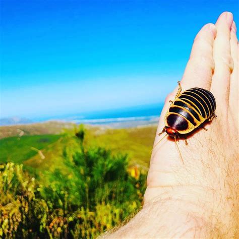 Leon Kluge Leonkluge Added A Photo To Their Instagram Account “the