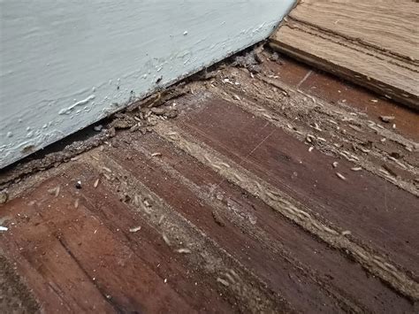 How To Identify Termite Damage Signs And Solutions